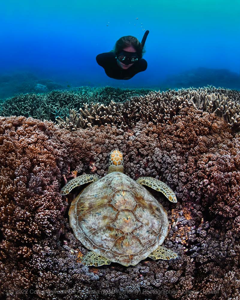Around turtles | Reef Authority